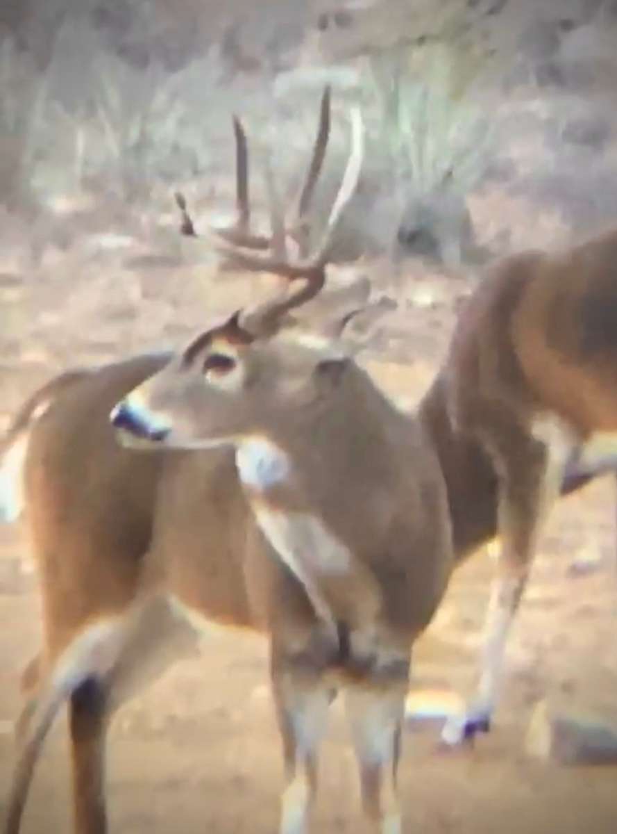 Central Texas Whitetail Deer Hunting | Free Range Whitetails | First ...